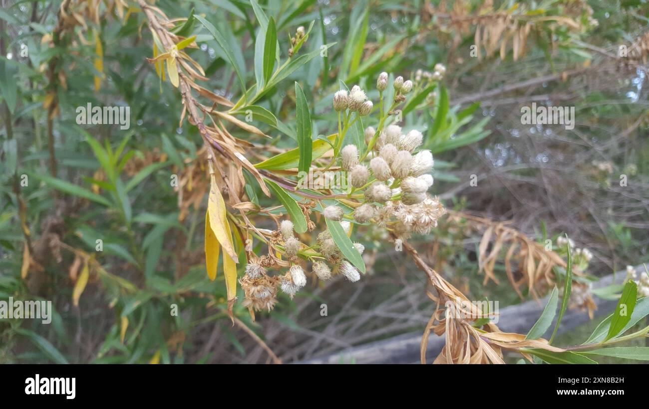 mule fat (Baccharis salicifolia) Plantae Stock Photo - Alamy