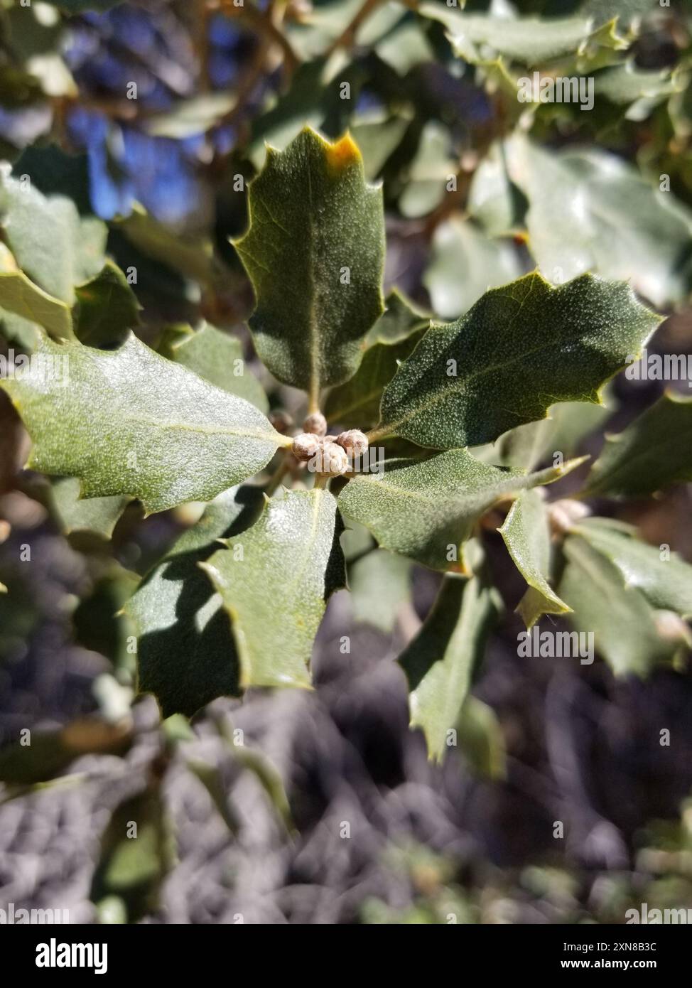 Muller's oak (Quercus cornelius-mulleri) Plantae Stock Photo - Alamy