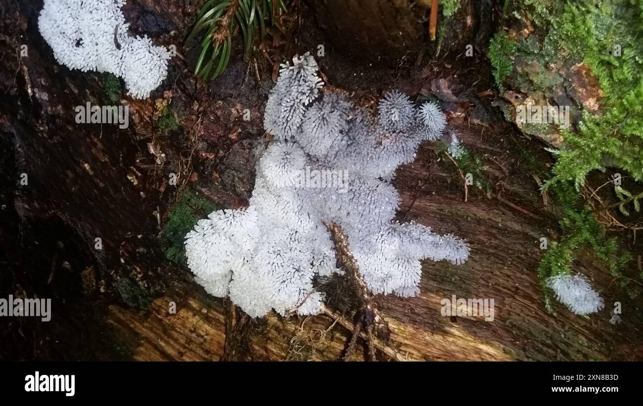 Honeycomb Coral Slime Mold (Ceratiomyxa fruticulosa) Protozoa Stock ...