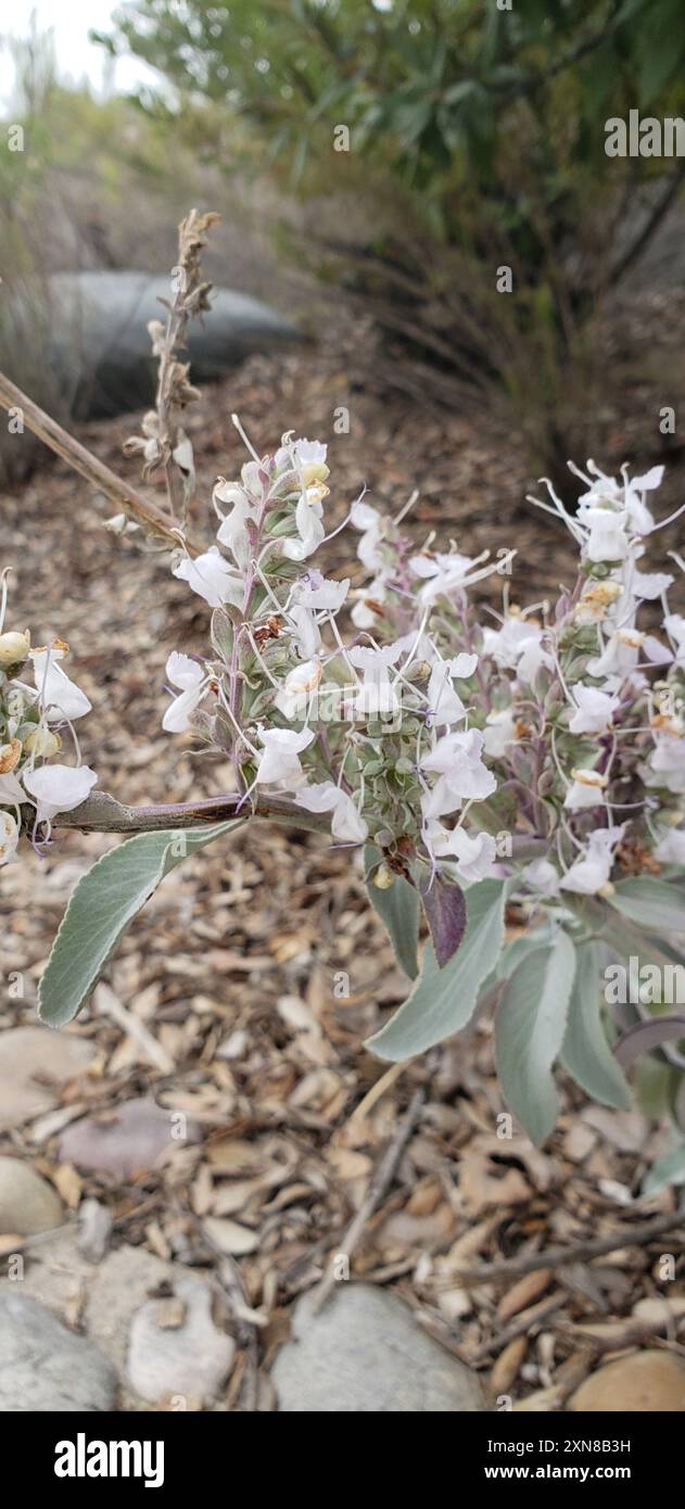 white sage (Salvia apiana) Plantae Stock Photo - Alamy