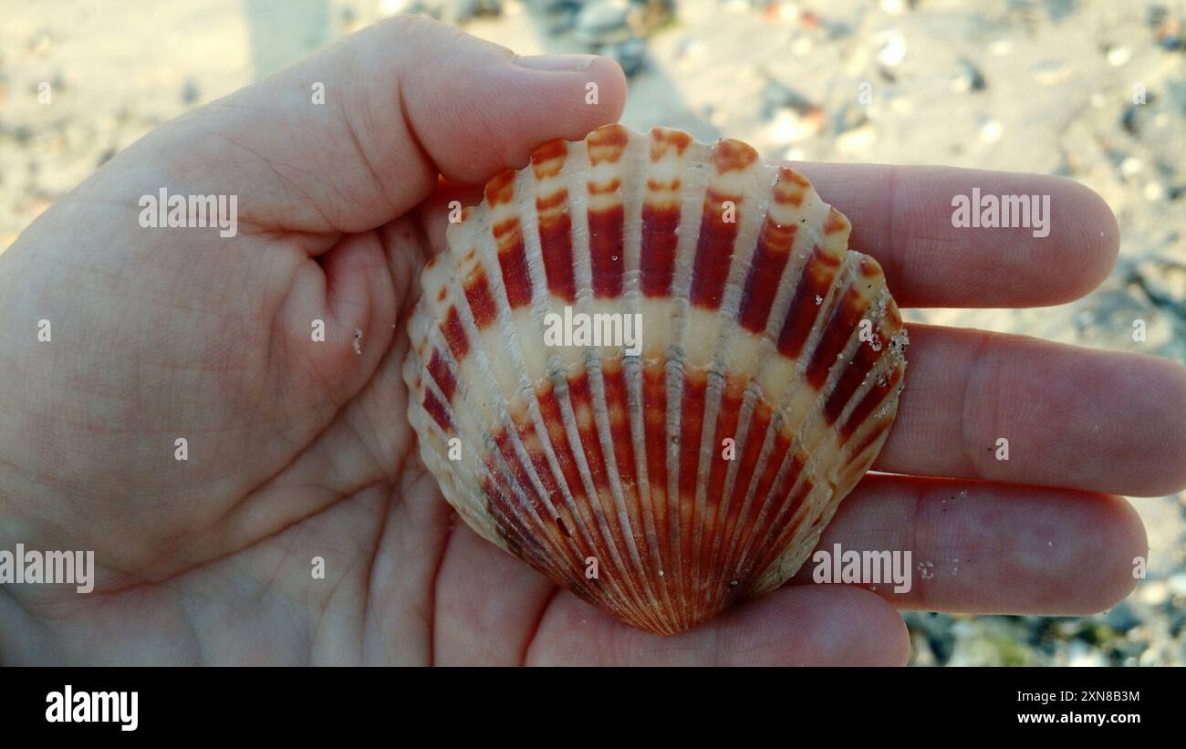 Atlantic Bay Scallop (Argopecten irradians) Mollusca Stock Photo - Alamy