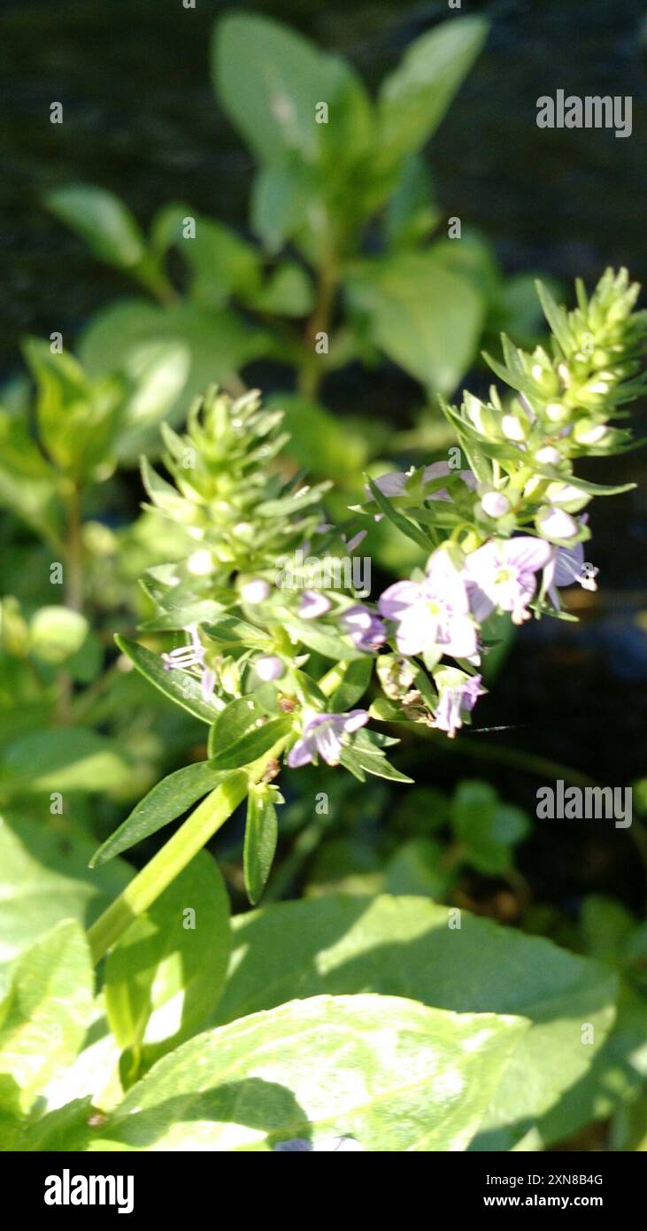 blue water-speedwell (Veronica anagallis-aquatica) Plantae Stock Photo ...