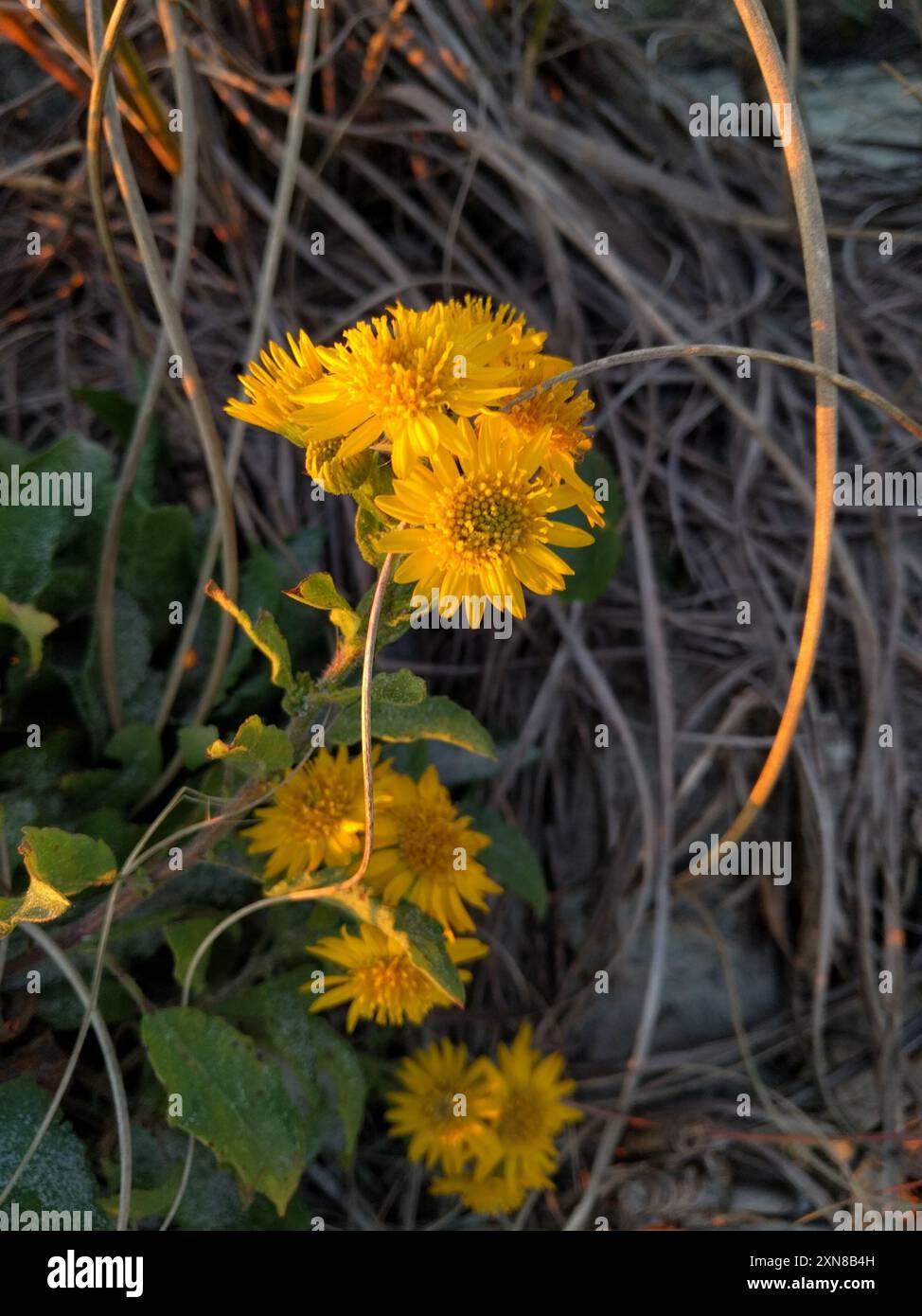 Camphorweed (Heterotheca subaxillaris) Plantae Stock Photo - Alamy