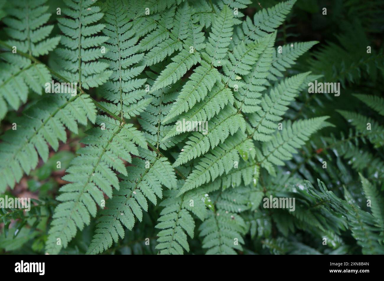 spinulose wood fern (Dryopteris carthusiana) Plantae Stock Photo - Alamy