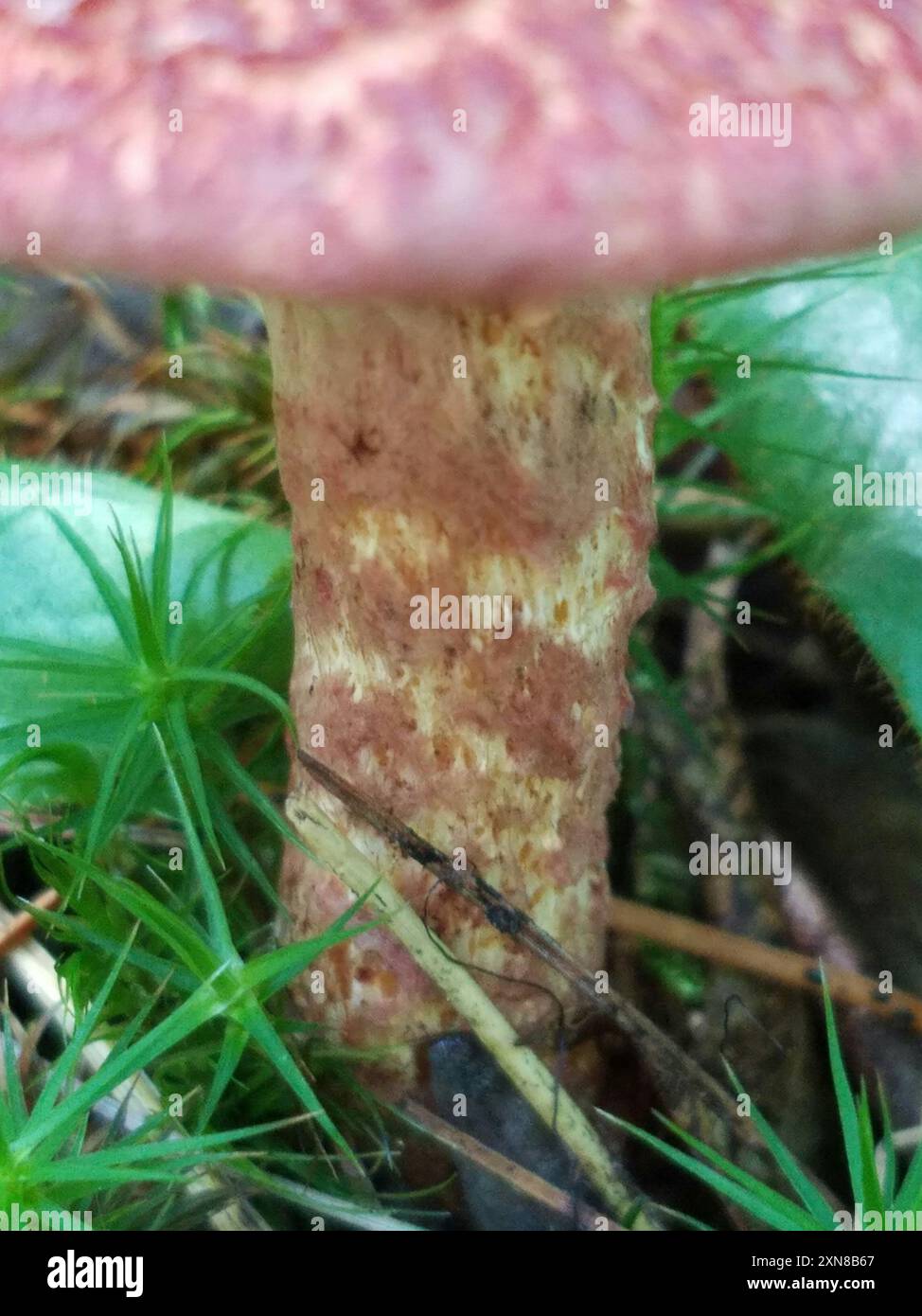 Painted Suillus (Suillus spraguei) Fungi Stock Photo - Alamy