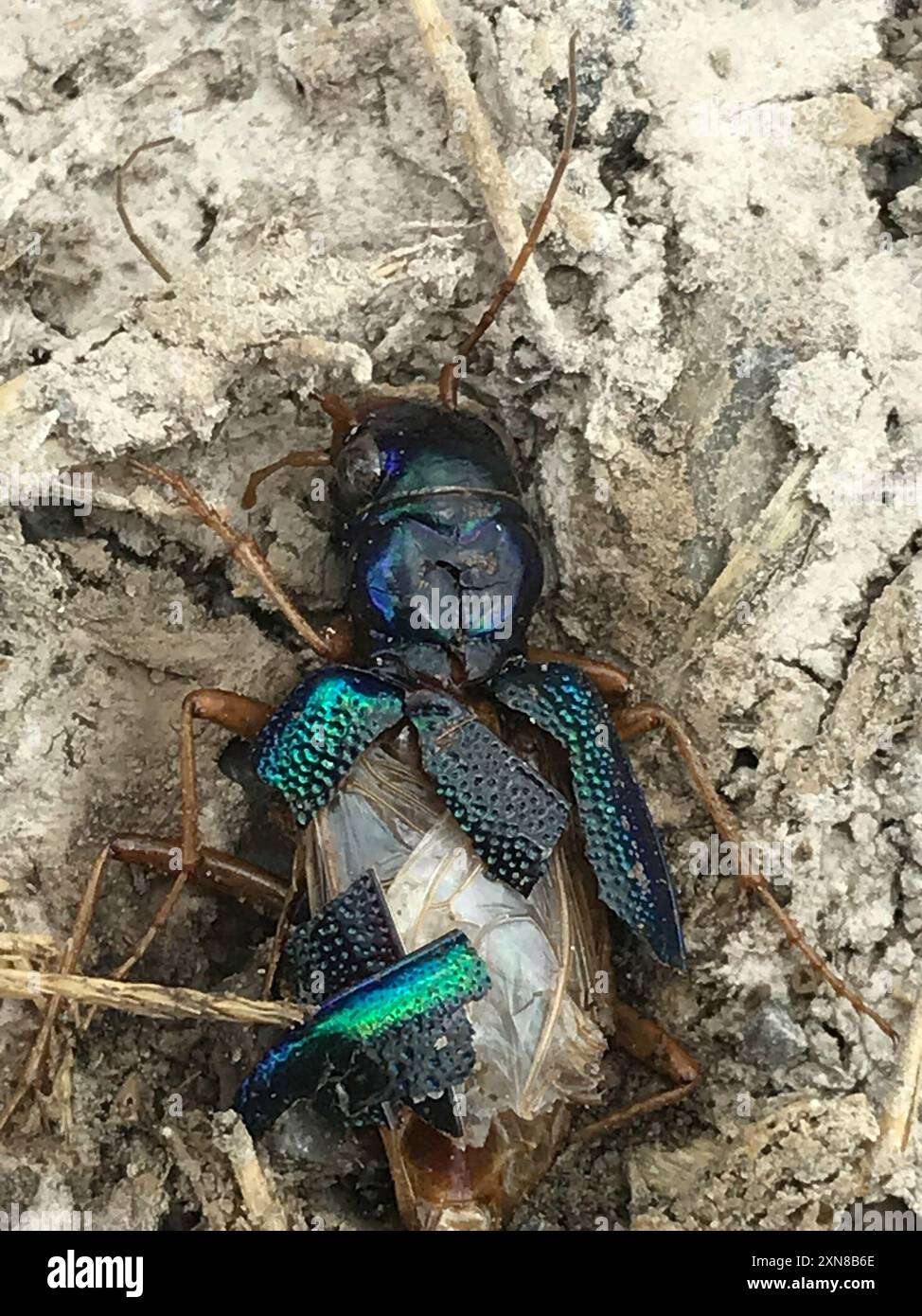 Virginia Metallic Tiger Beetle (Tetracha virginica) Insecta Stock Photo ...
