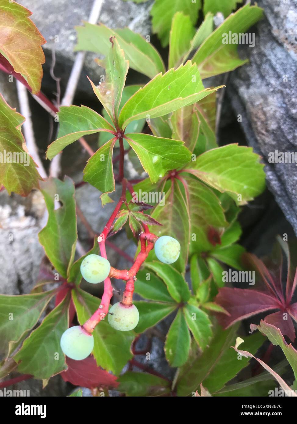 thicket creeper (Parthenocissus inserta) Plantae Stock Photo - Alamy