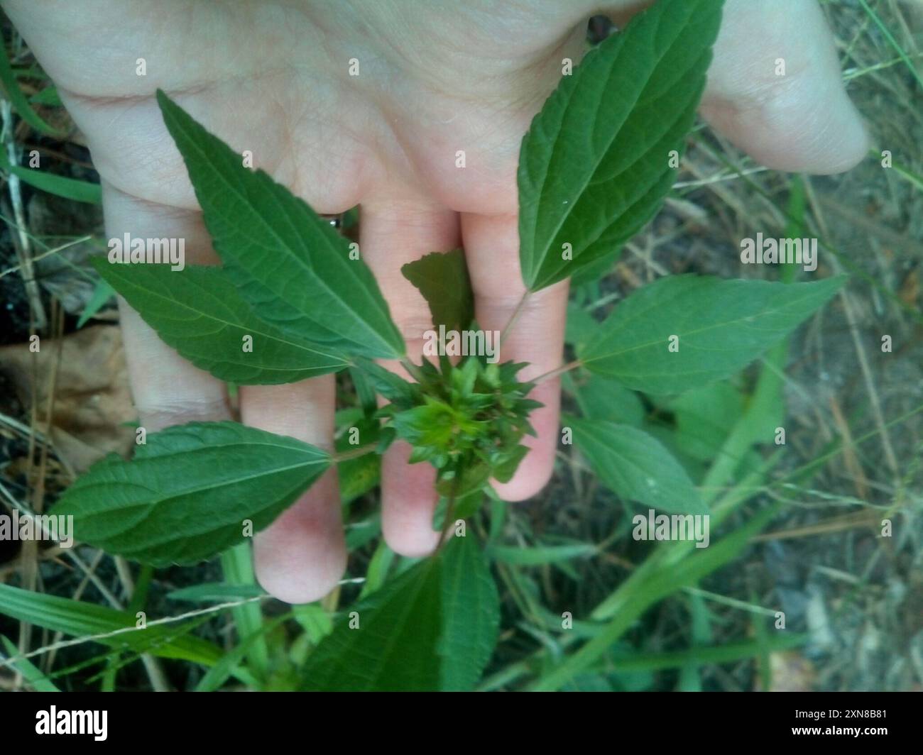three-seeded mercuries (Acalypha) Plantae Stock Photo - Alamy