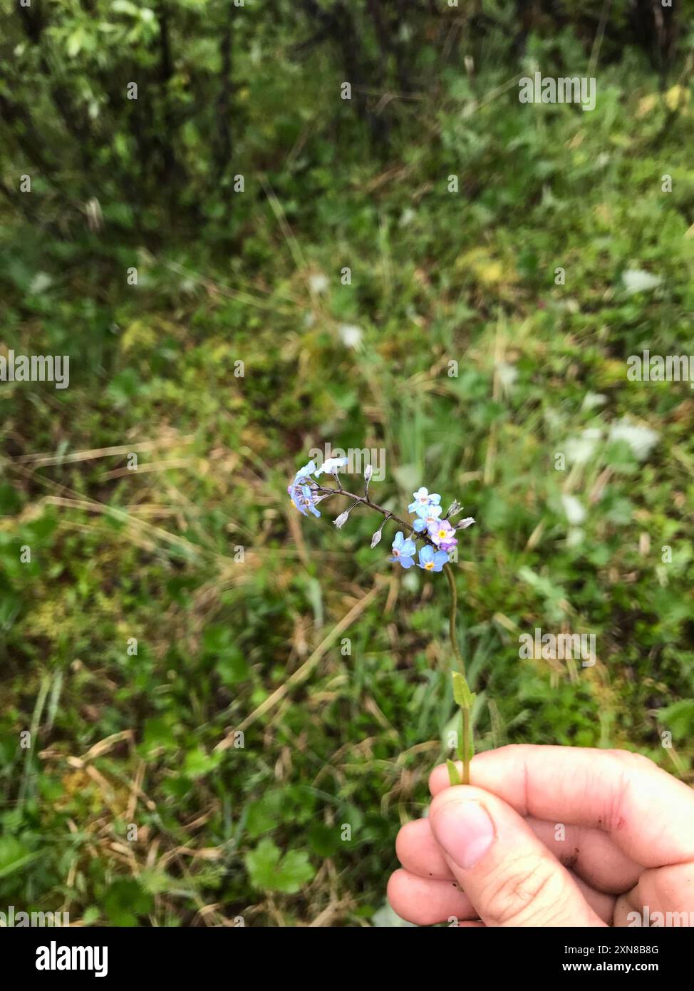 mountain forget-me-not (Myosotis asiatica) Plantae Stock Photo - Alamy