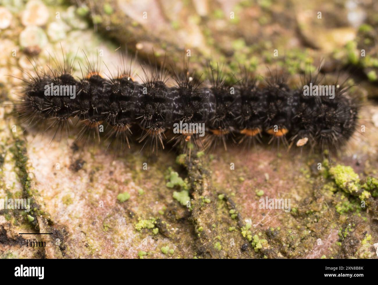 Common Footman (Eilema lurideola) Insecta Stock Photo - Alamy