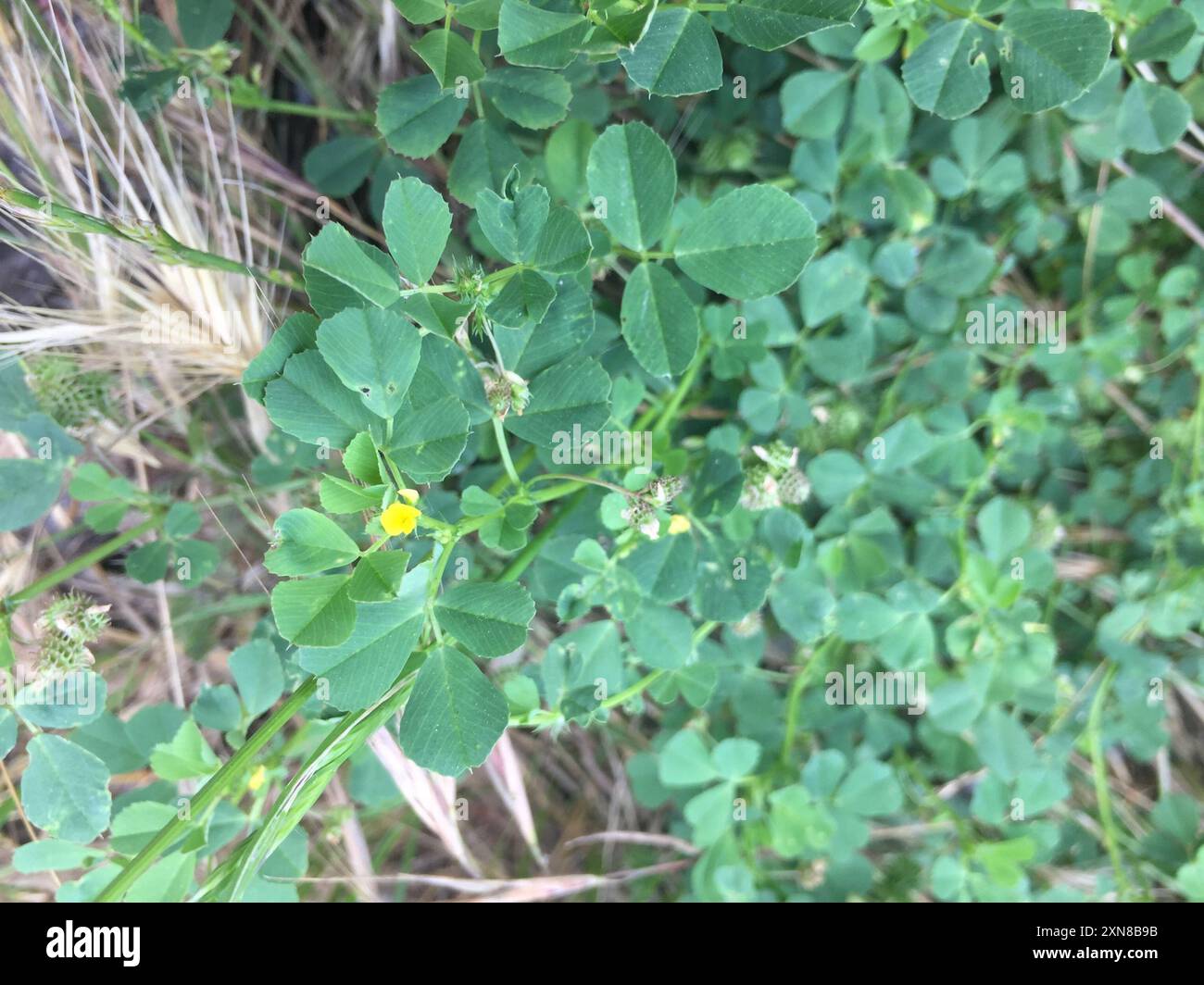bur clover (Medicago polymorpha) Plantae Stock Photo - Alamy
