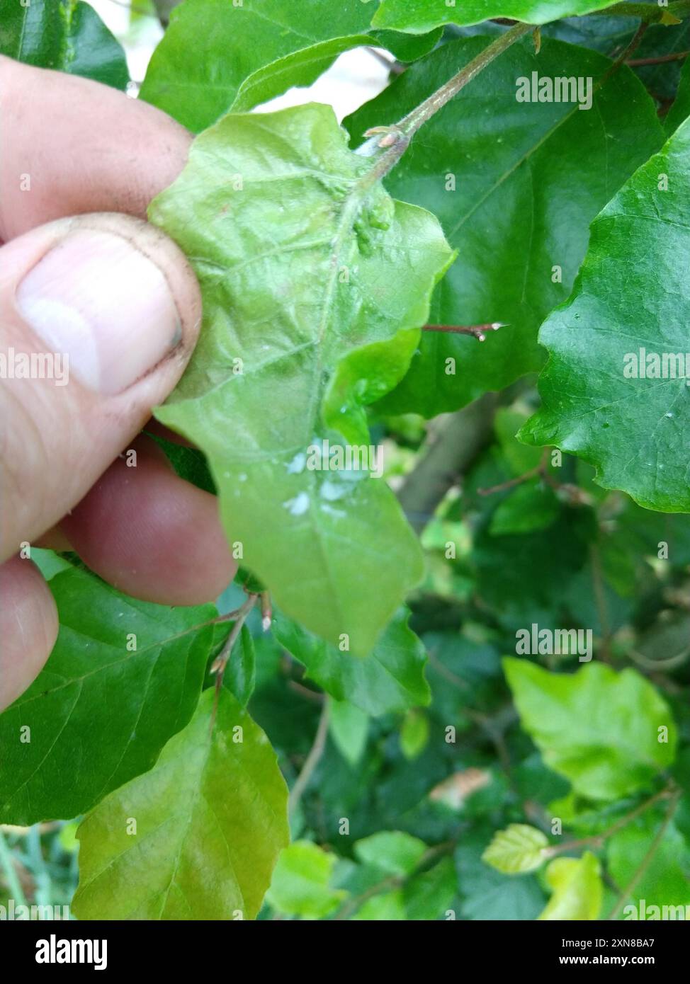 Insecta woolly aphid hi-res stock photography and images - Alamy