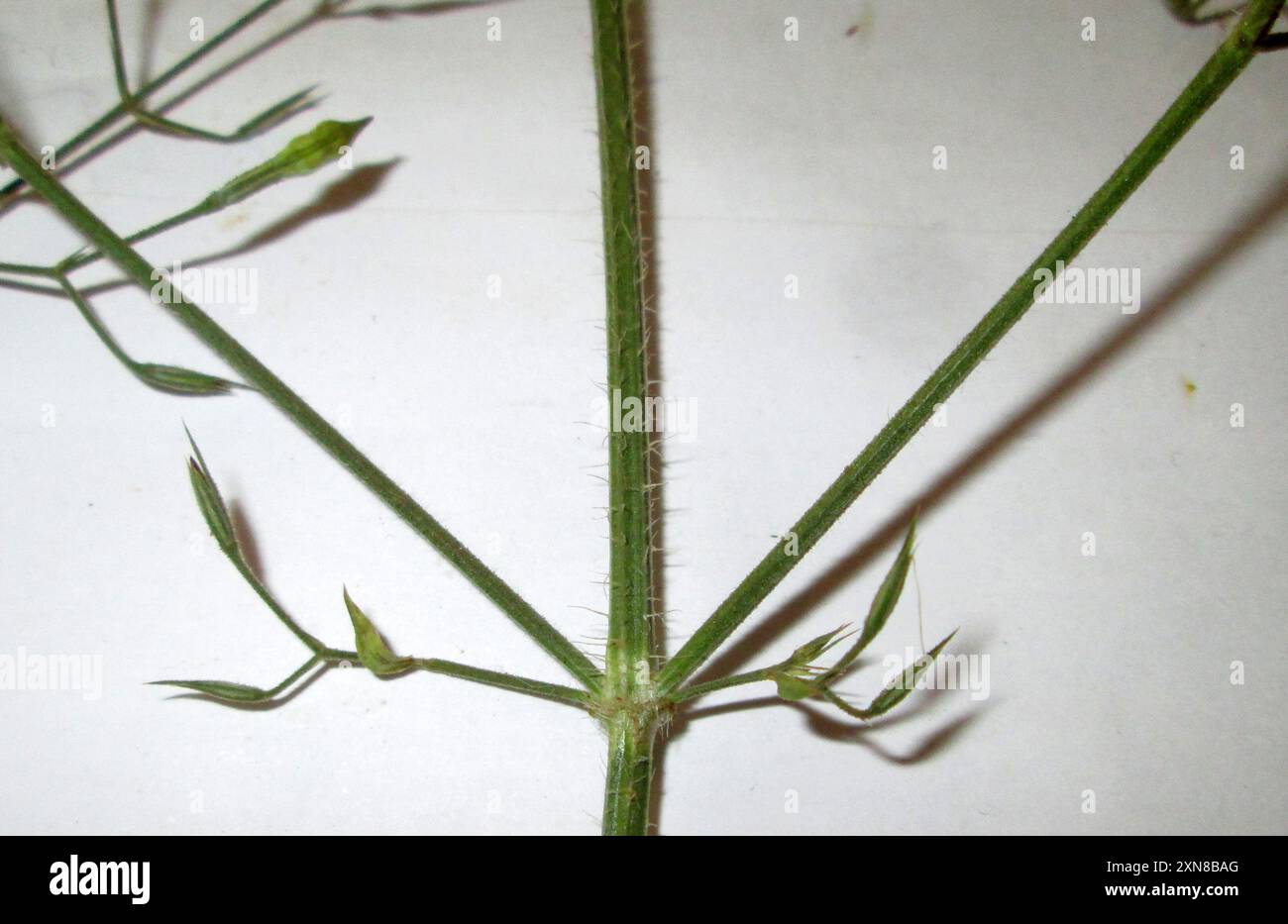 Panicled Foldwing (Dicliptera paniculata) Plantae Stock Photo - Alamy