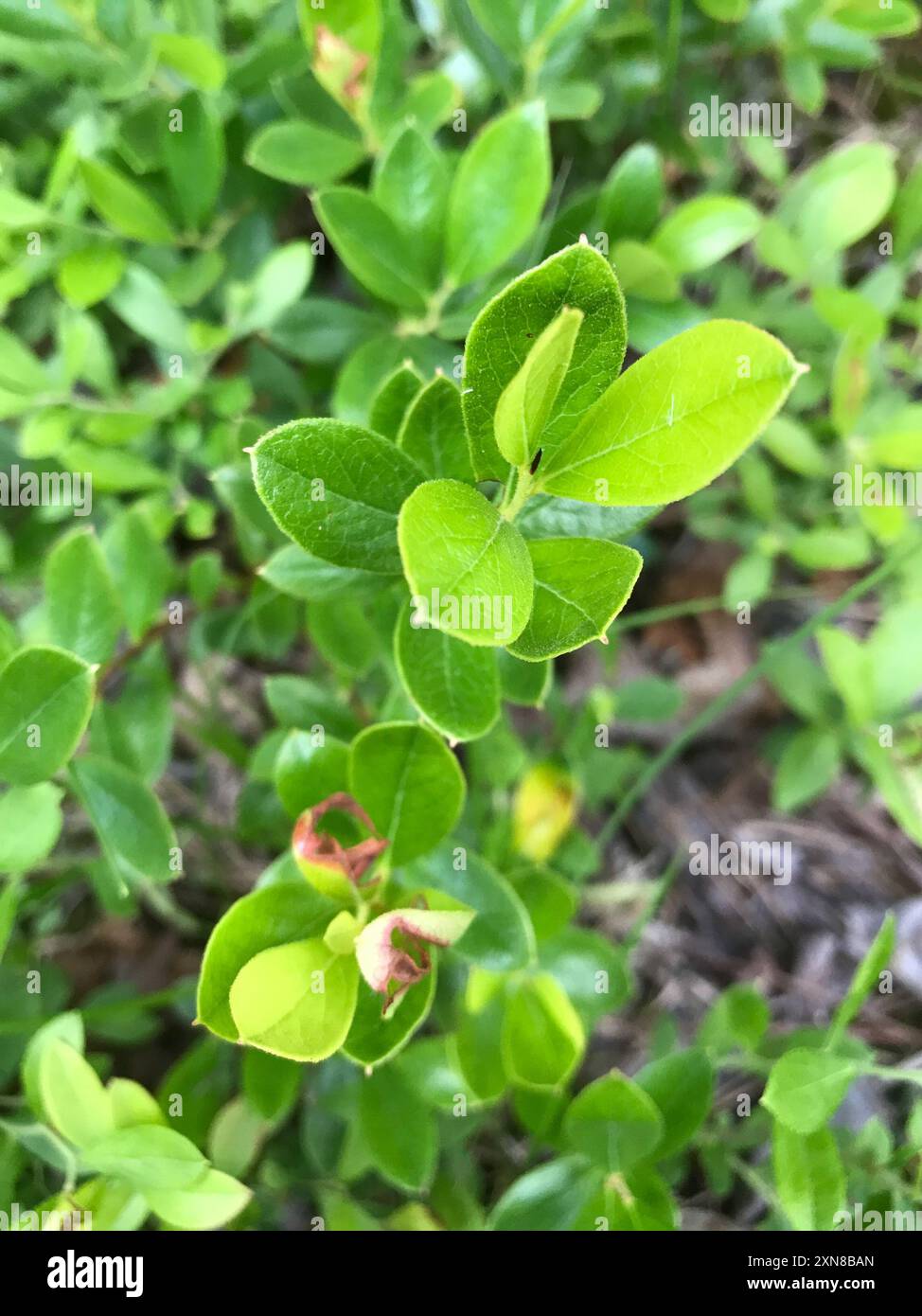 dwarf huckleberry (Gaylussacia dumosa) Plantae Stock Photo - Alamy