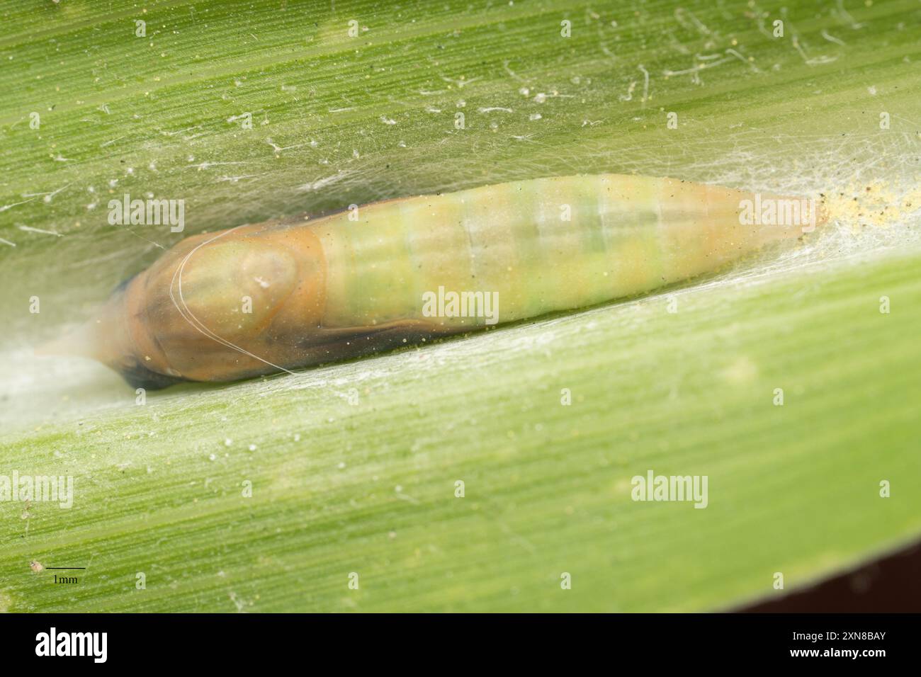 Insects (Insecta) Insecta Stock Photo - Alamy