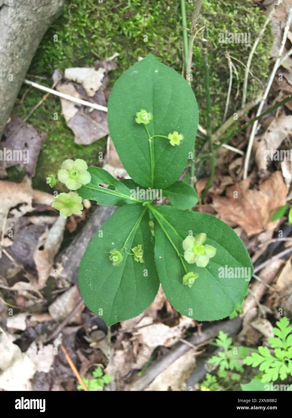 Running Strawberry-bush (Euonymus obovatus) Plantae Stock Photo - Alamy