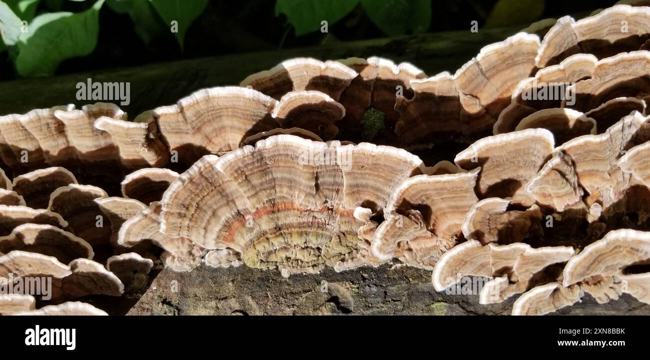 turkey-tail (Trametes versicolor) Fungi Stock Photo - Alamy