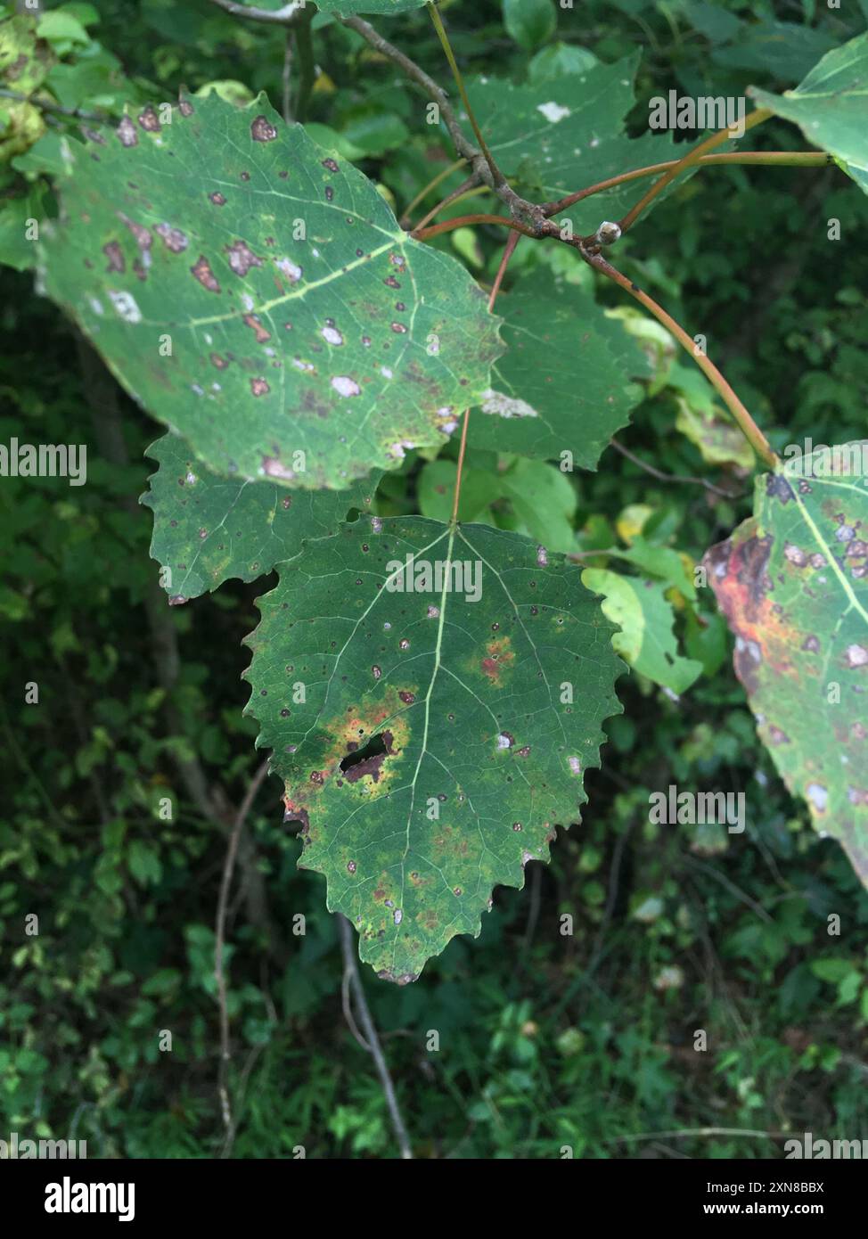 bigtooth aspen (Populus grandidentata) Plantae Stock Photo - Alamy