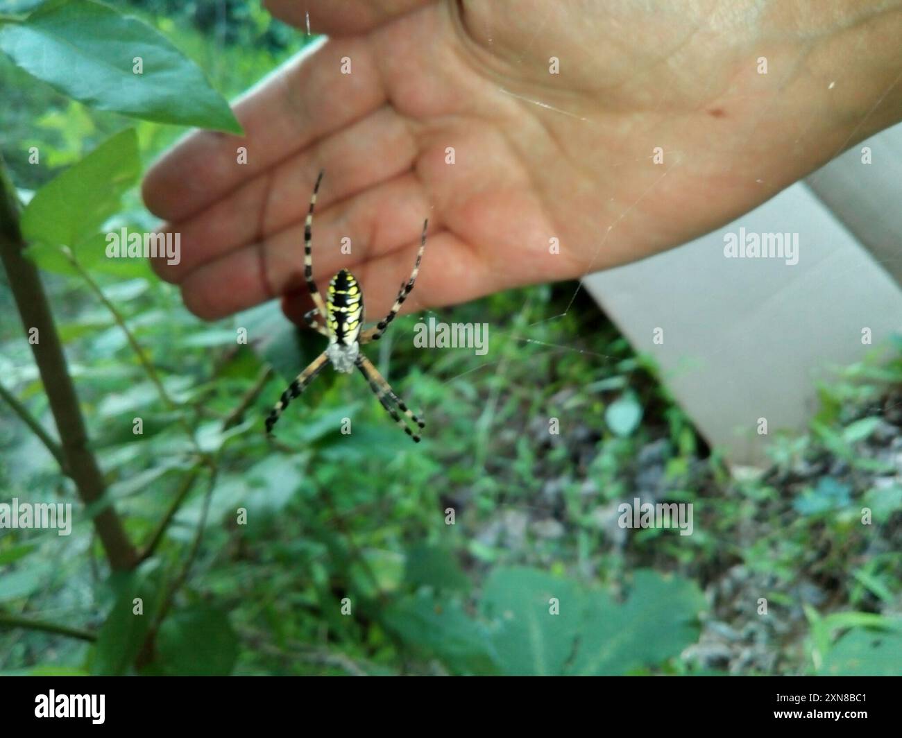 Yellow Garden Spider (Argiope aurantia) Arachnida Stock Photo - Alamy