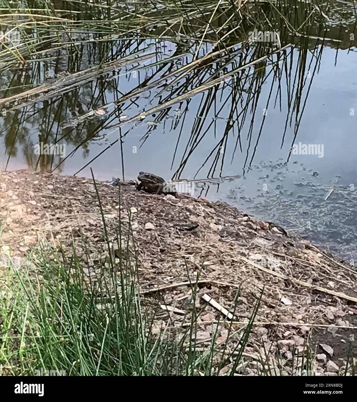 California Red-legged Frog (Rana draytonii) Amphibia Stock Photo - Alamy