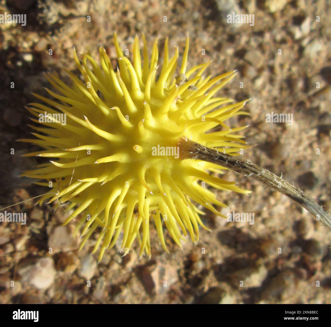 South African Spiny Cucumber (Cucumis zeyheri) Plantae Stock Photo - Alamy