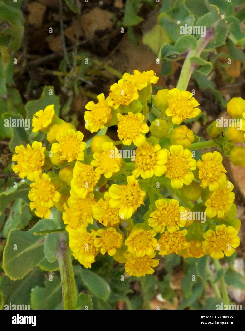 Poorflower Babooncabbage (Othonna parviflora) Plantae Stock Photo - Alamy