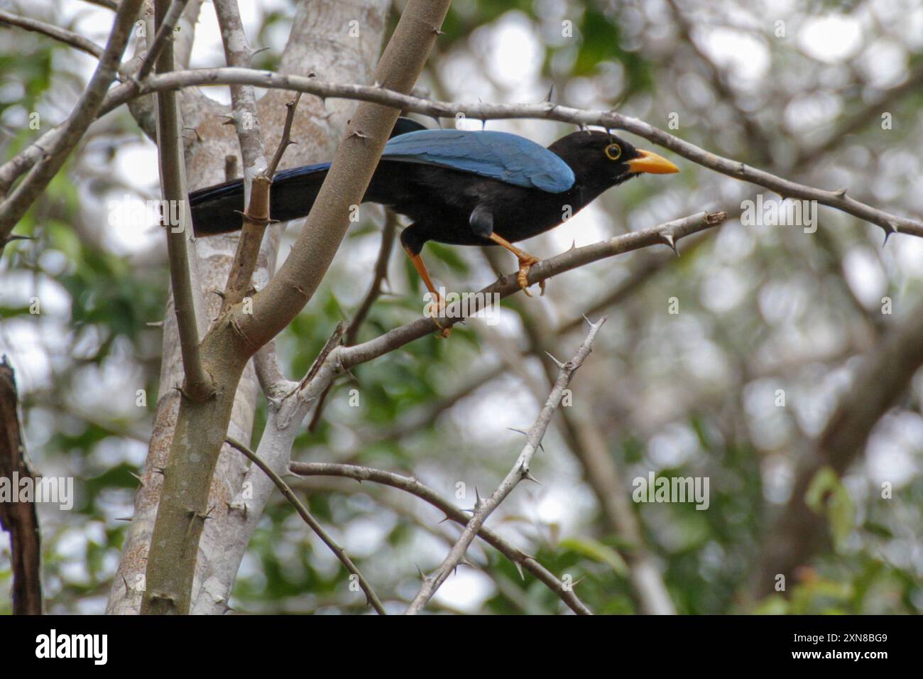 Yucatan Jay (Cyanocorax yucatanicus) Aves Stock Photo - Alamy