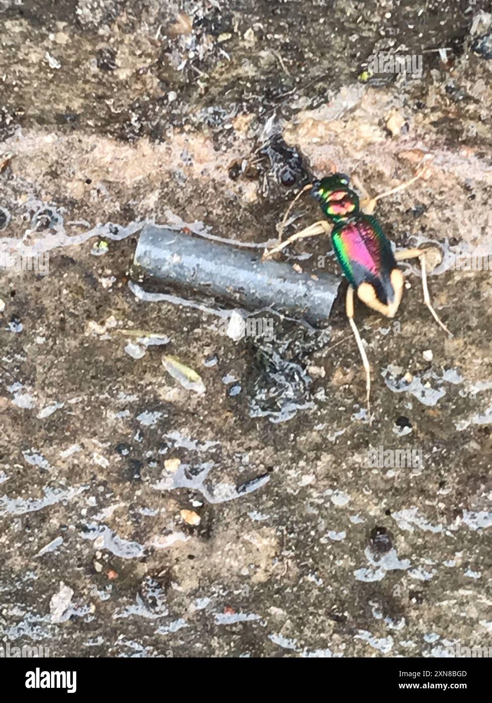 Carolina Metallic Tiger Beetle (Tetracha carolina) Insecta Stock Photo ...