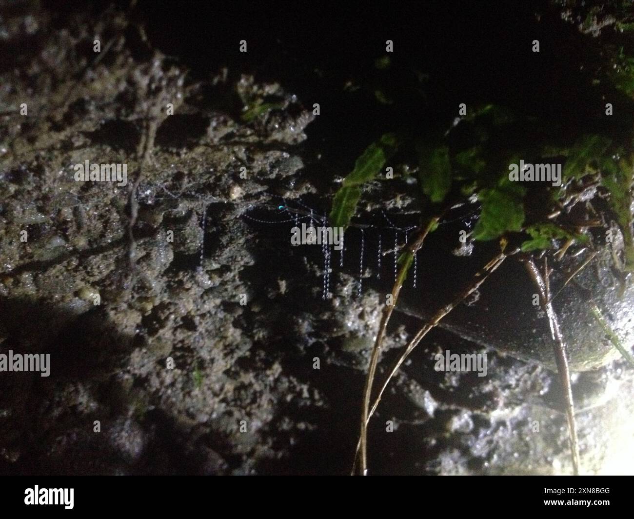 New Zealand Glowworm (Arachnocampa luminosa) Insecta Stock Photo - Alamy