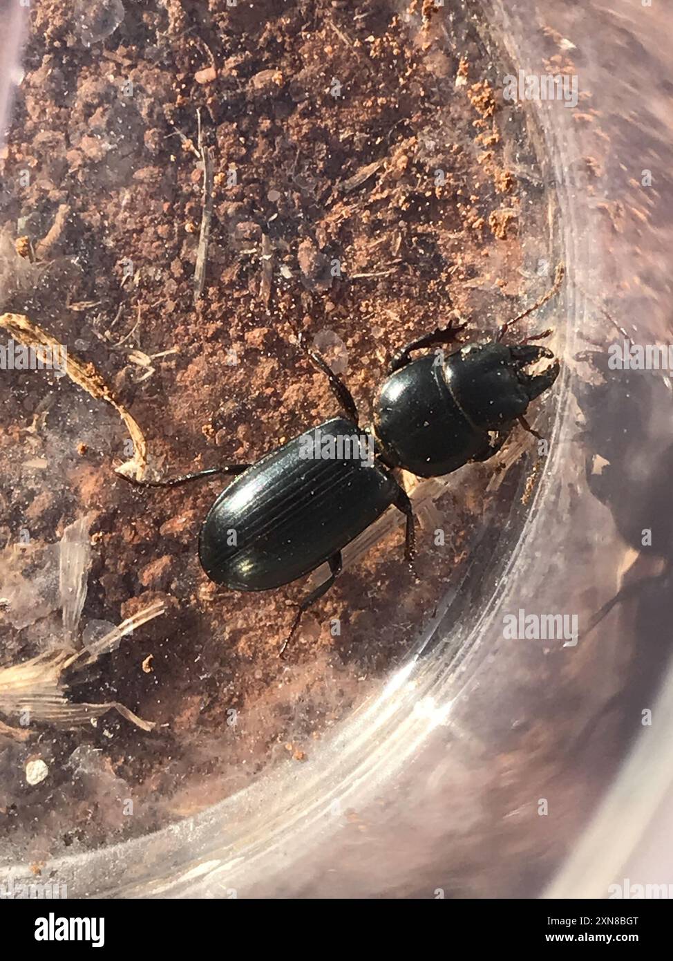 Big-headed Ground Beetle (Scarites subterraneus) Insecta Stock Photo ...