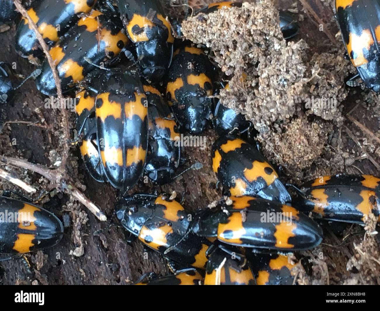 Red-banded Fungus Beetle (Megalodacne fasciata) Insecta Stock Photo - Alamy