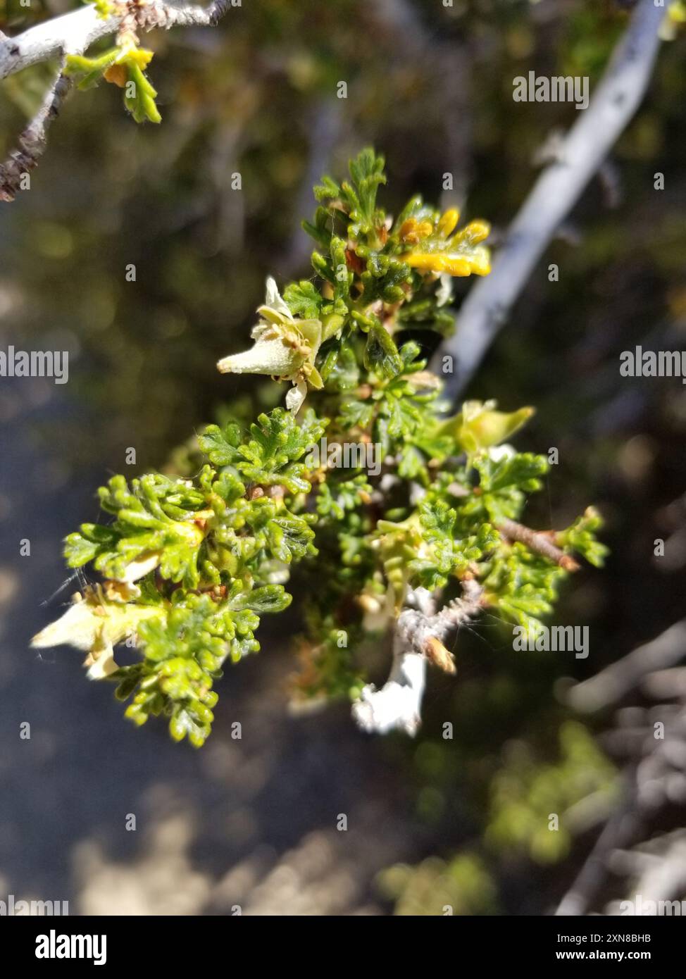 desert bitterbrush (Purshia glandulosa) Plantae Stock Photo - Alamy
