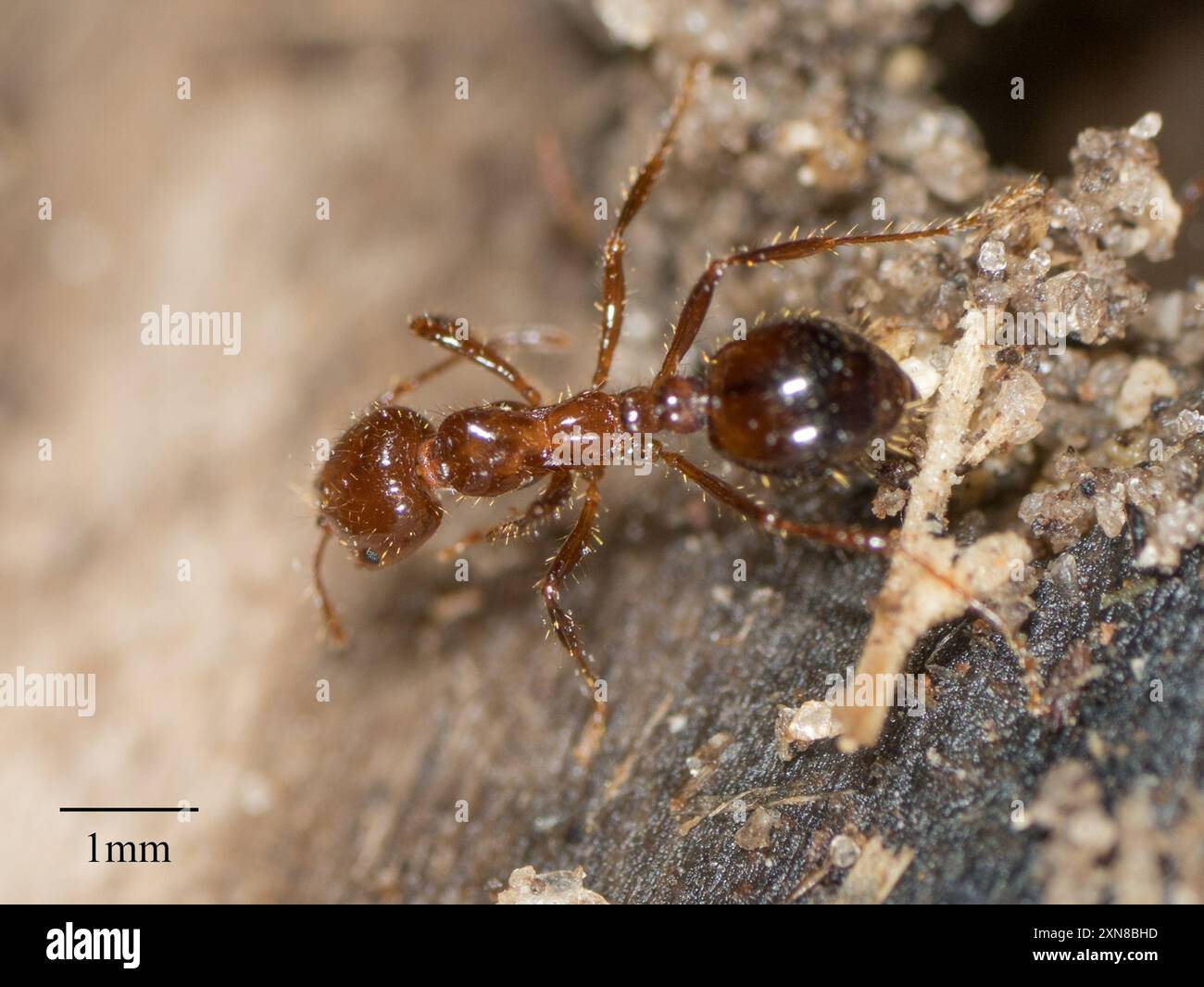 Red Imported Fire Ant (Solenopsis invicta) Insecta Stock Photo - Alamy