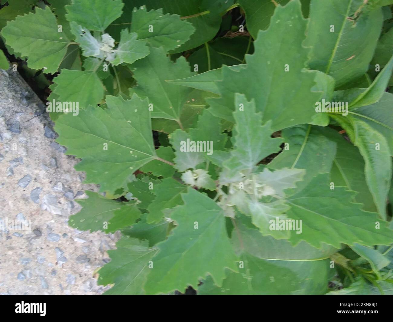 Common Lambsquarters (Chenopodium album) Plantae Stock Photo - Alamy