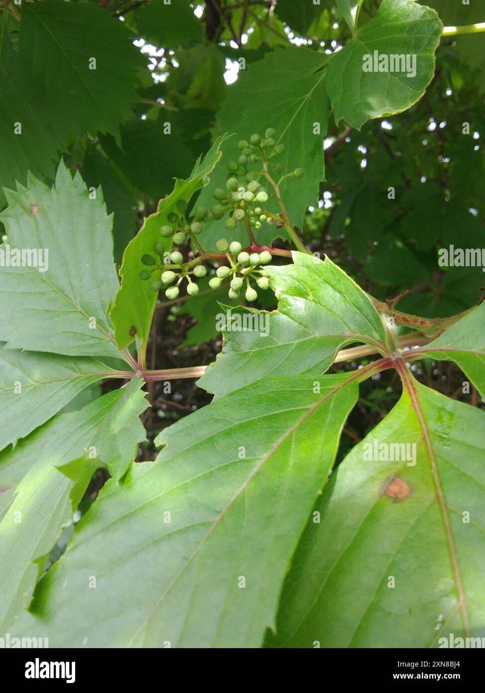 Virginia creeper (Parthenocissus quinquefolia) Plantae Stock Photo - Alamy