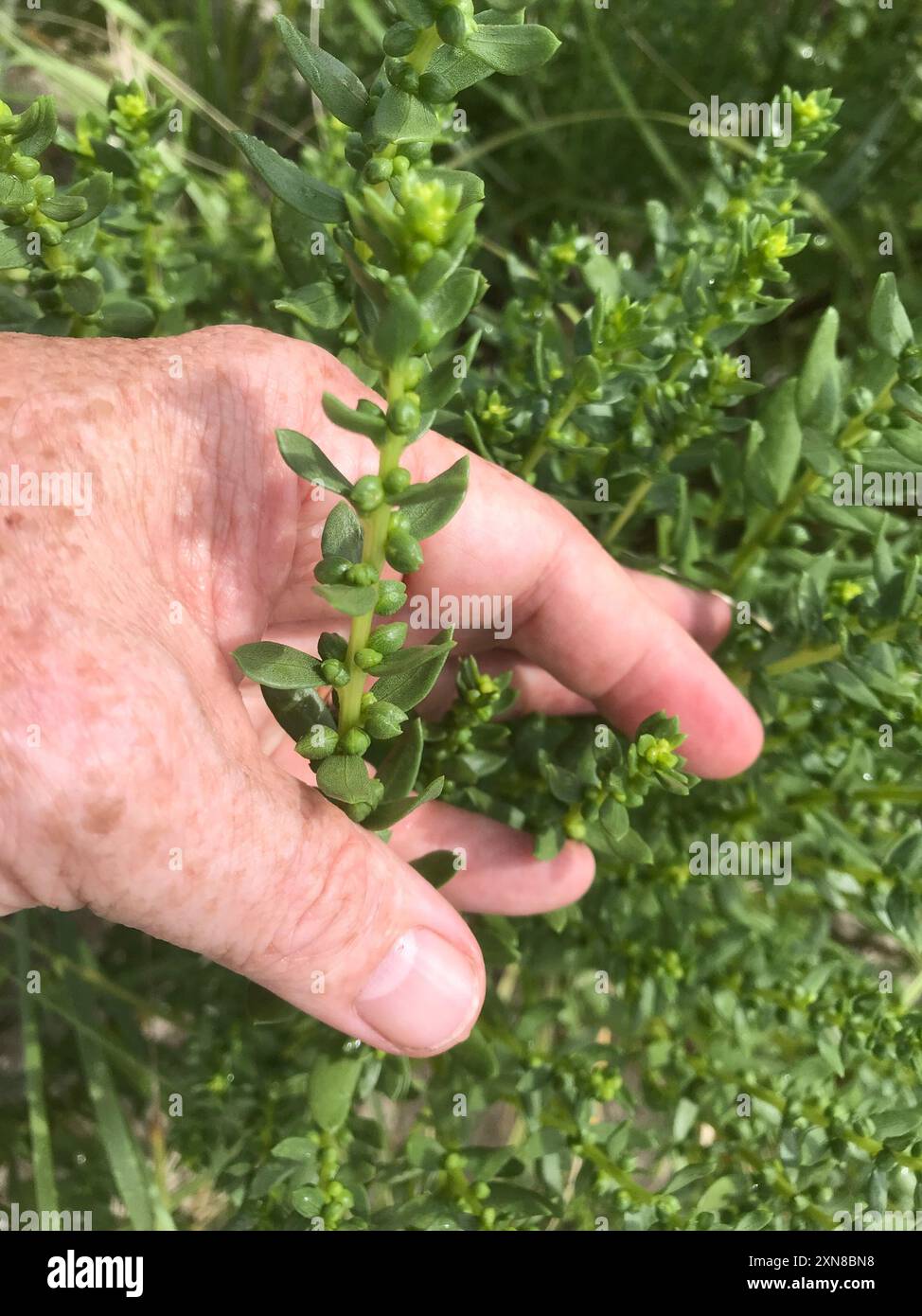 Dune Marsh-elder (Iva imbricata) Plantae Stock Photo - Alamy