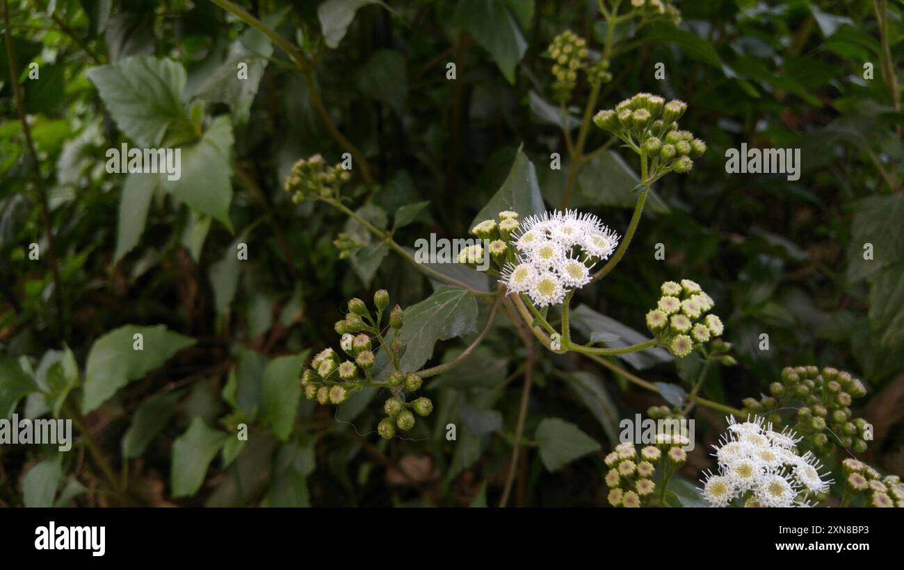 Crofton Weed (Ageratina adenophora) Plantae Stock Photo - Alamy