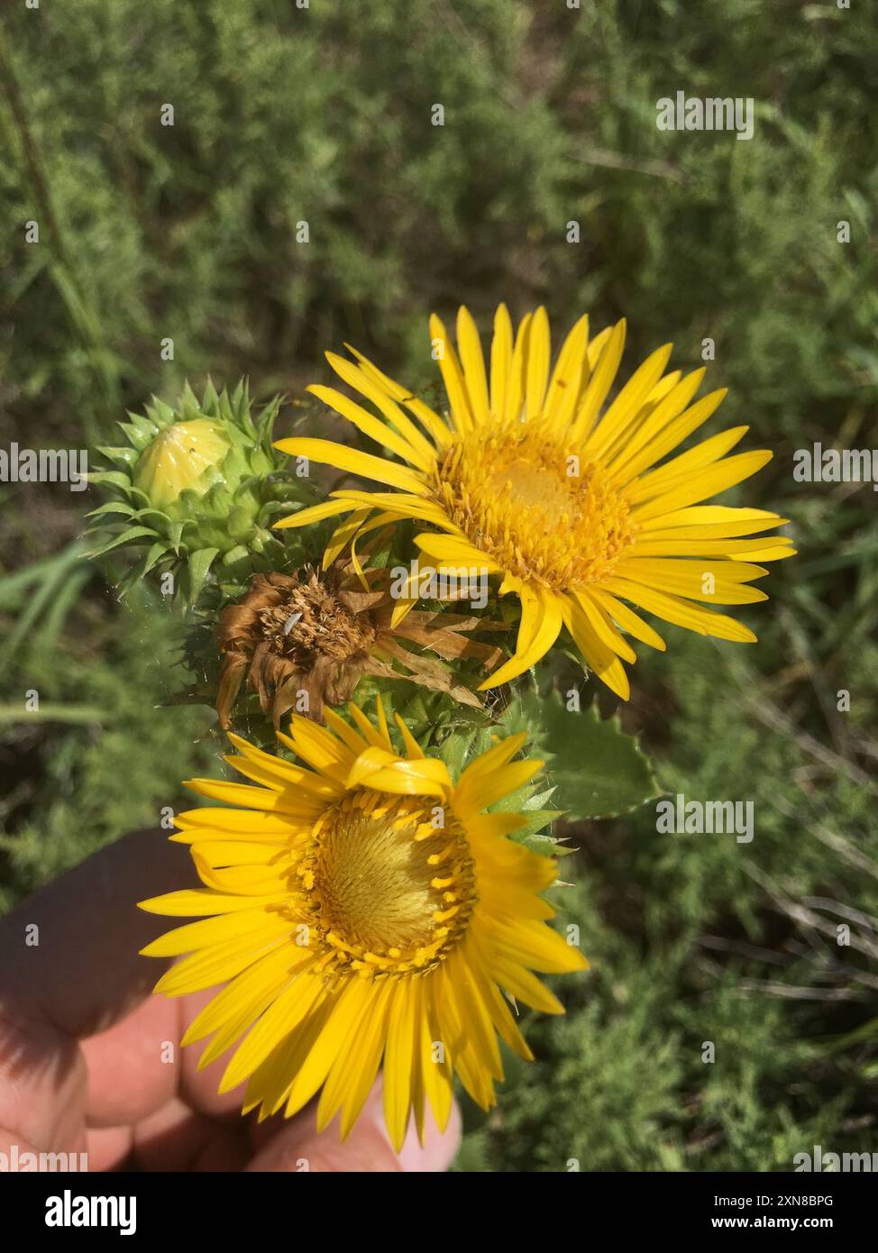 Spanish Gold (Grindelia ciliata) Plantae Stock Photo - Alamy