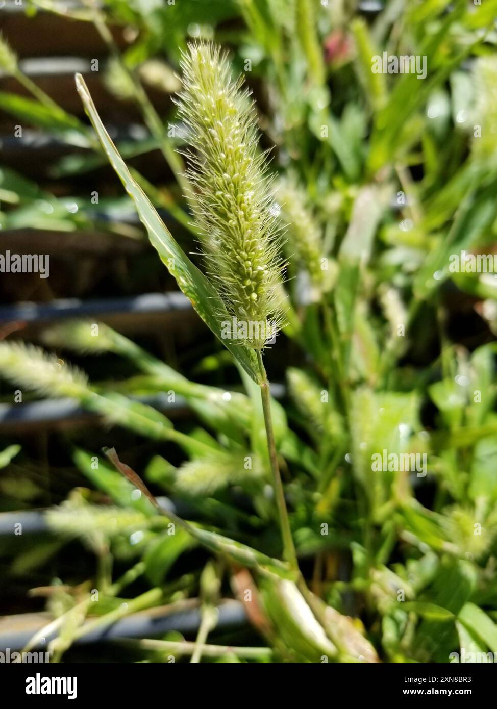 Green Bristle Grass (Setaria viridis) Plantae Stock Photo - Alamy