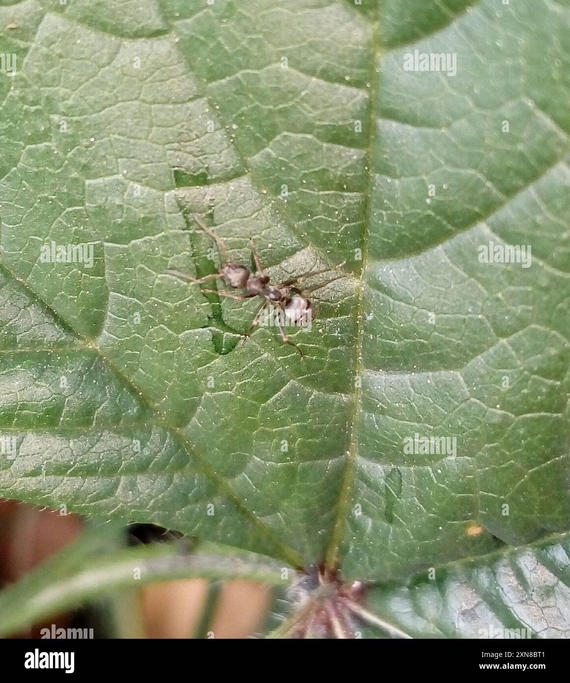 (Formica fusca) Insecta Stock Photo - Alamy