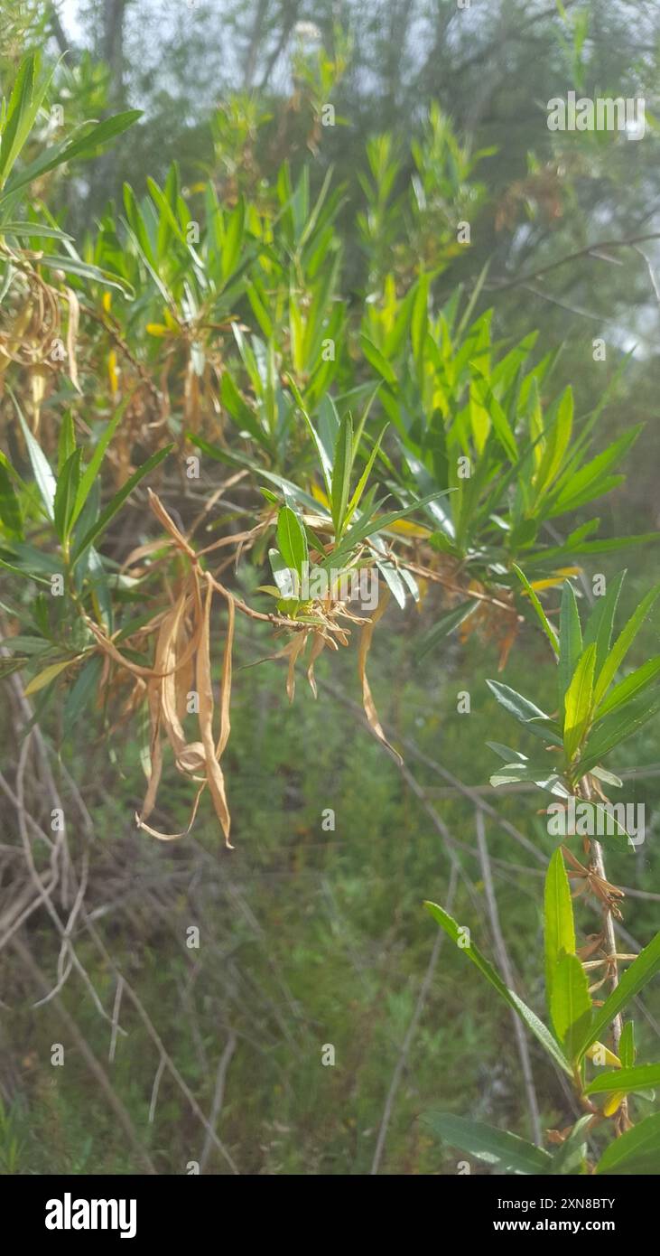 mule fat (Baccharis salicifolia) Plantae Stock Photo - Alamy