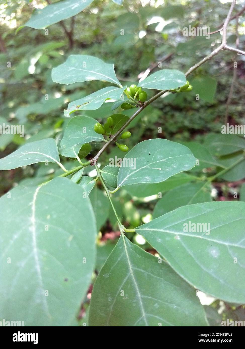 northern spicebush (Lindera benzoin) Plantae Stock Photo - Alamy