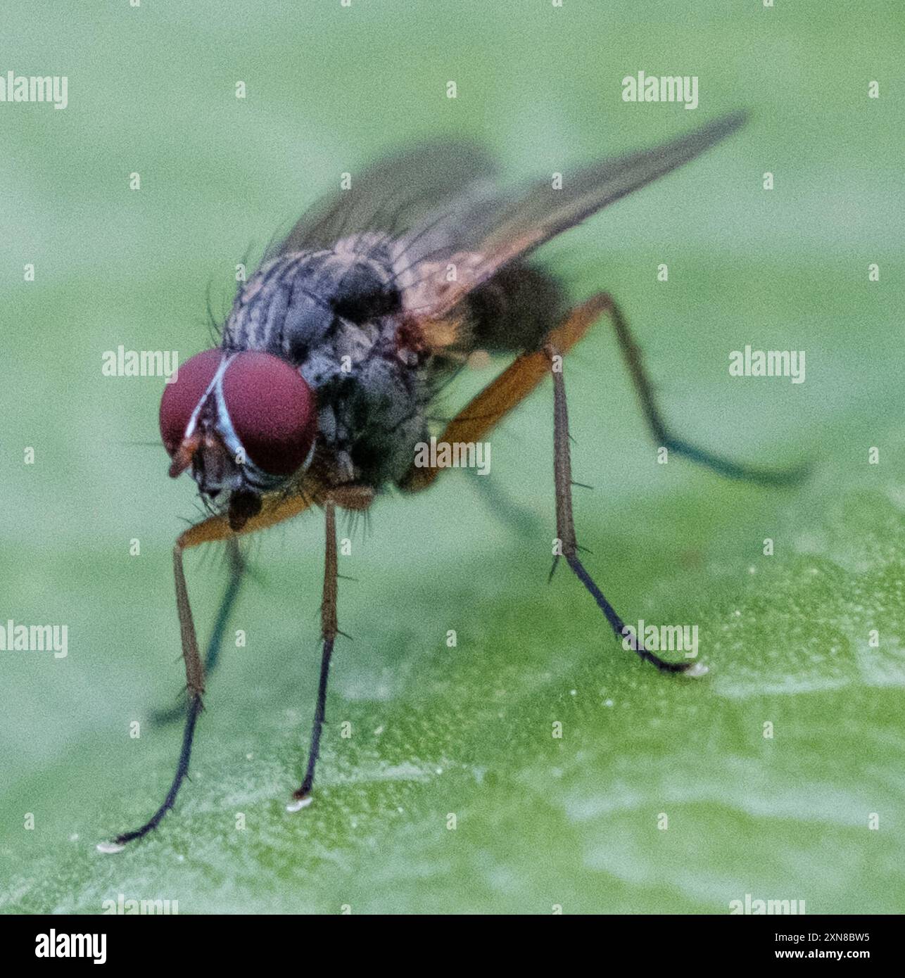 Root-maggot Flies (Anthomyiidae) Insecta Stock Photo - Alamy