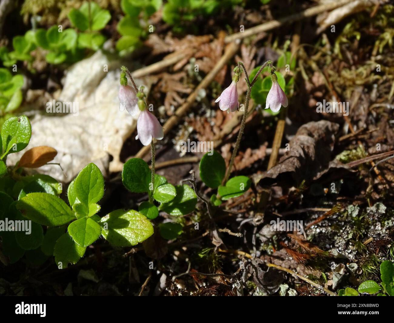 Twinflower (Linnaea borealis) Plantae Stock Photo - Alamy