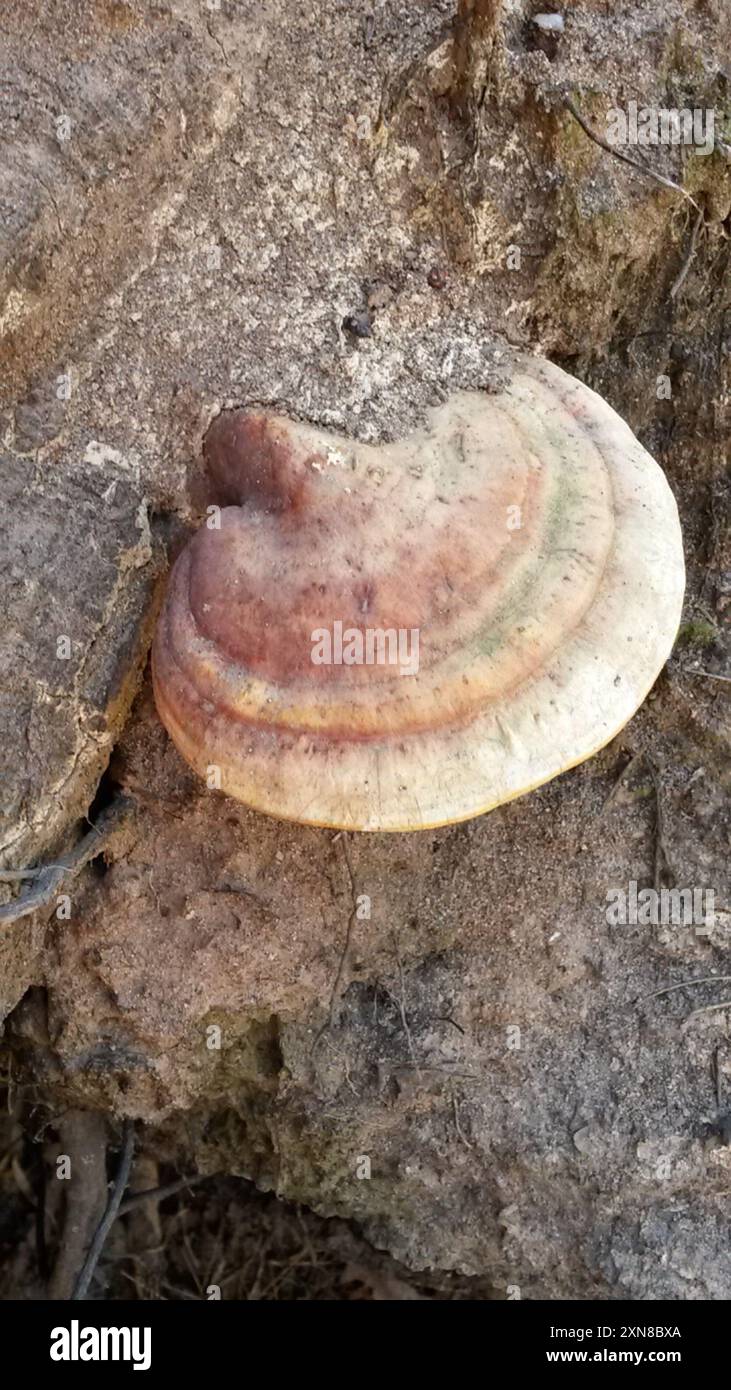 golden reishi (Ganoderma curtisii) Fungi Stock Photo - Alamy
