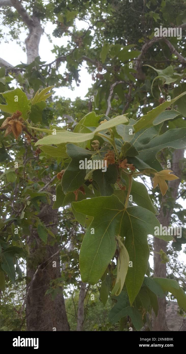 western sycamore (Platanus racemosa) Plantae Stock Photo - Alamy