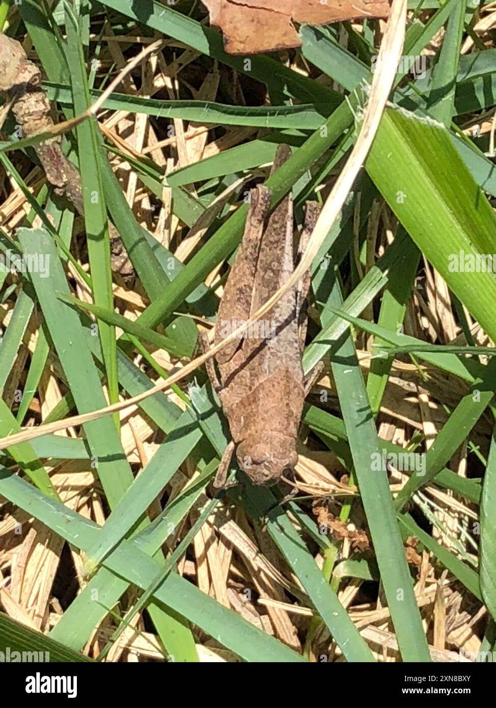 Sulphur-winged Grasshopper (Arphia sulphurea) Insecta Stock Photo - Alamy