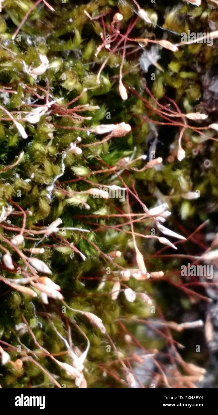 joint-toothed mosses (Bryopsida) Plantae Stock Photo - Alamy