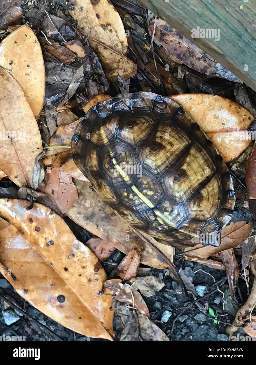 Gulf coast box turtle hi-res stock photography and images - Alamy