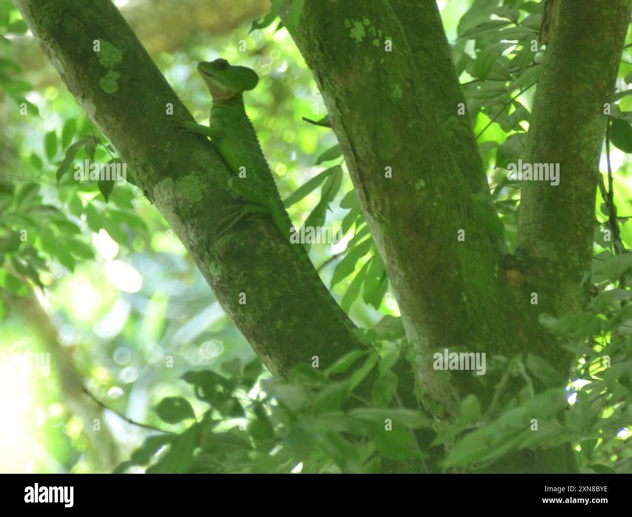 Western basilisk hi-res stock photography and images - Alamy